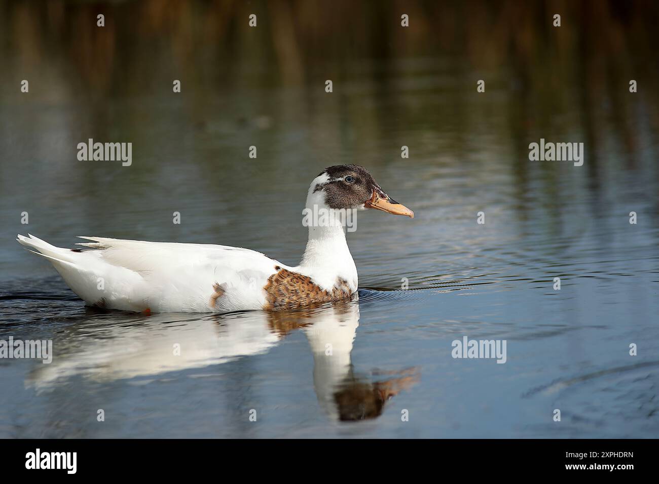 Cross of mallard and domestic duck, wildlife photo Stock Photo - Alamy