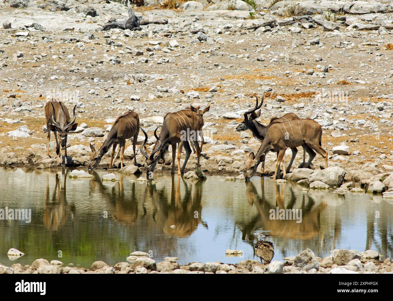 Herd kudu drinking from waterhole hi-res stock photography and images ...