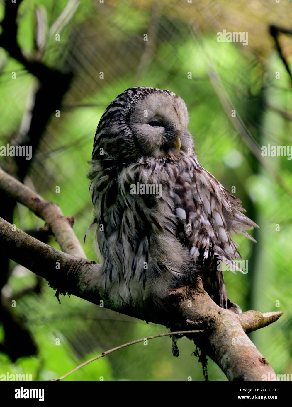 A Ural owl in a tree at Paignton zoo Stock Photo - Alamy