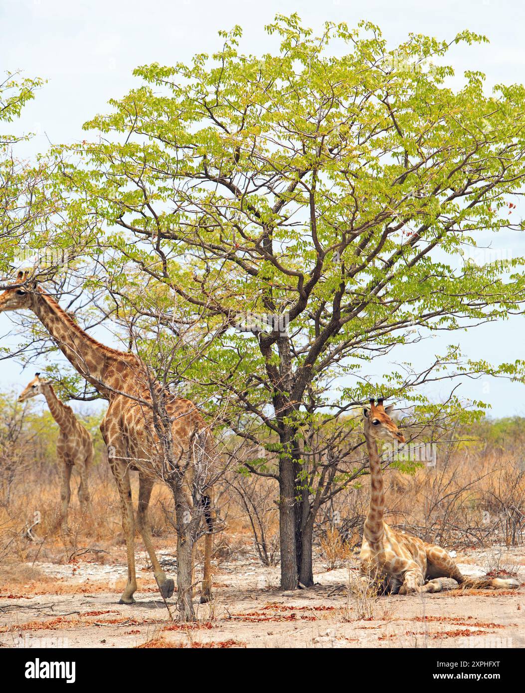 Adult giraffe stands tall hi-res stock photography and images - Alamy