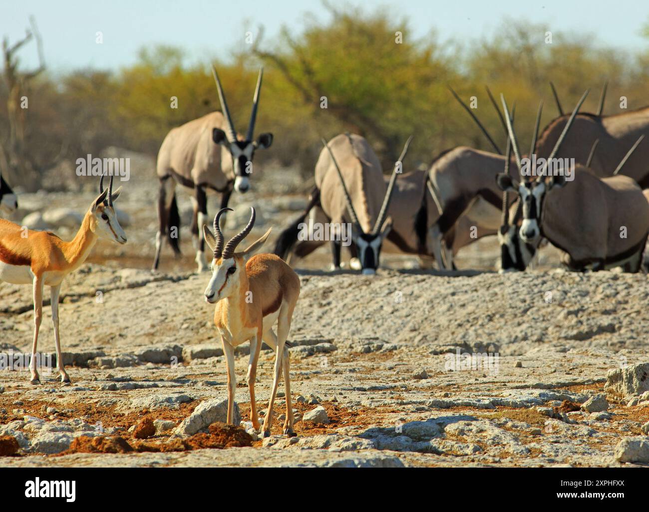 Game observation hi-res stock photography and images - Alamy