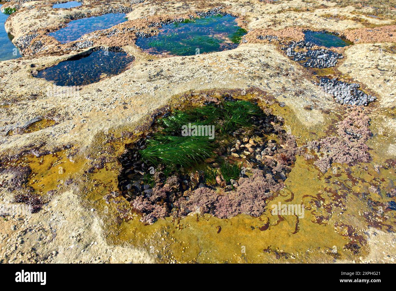 Tide Pool Marine Life. Large marine life filled tidepools carved into ...