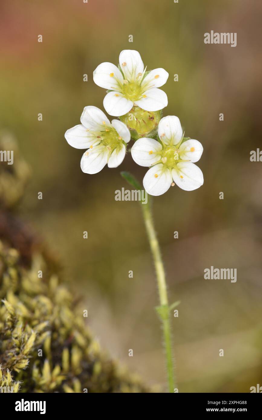 Irish Saxifrage - Saxifraga rosacea Stock Photo - Alamy