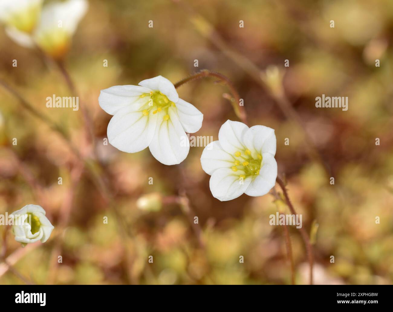 Saxifraga rosacea hi-res stock photography and images - Alamy