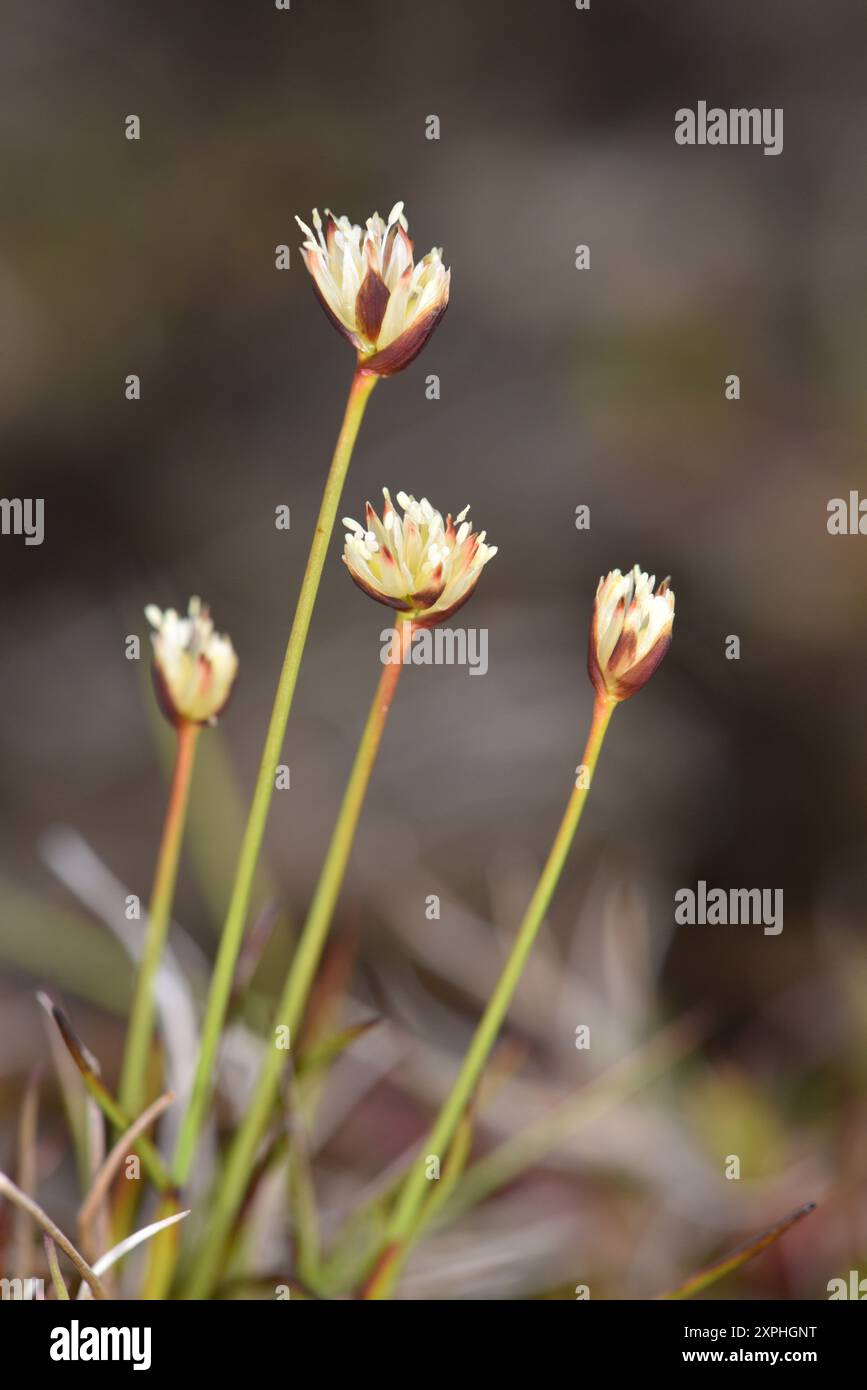 Three flower rush hi-res stock photography and images - Alamy