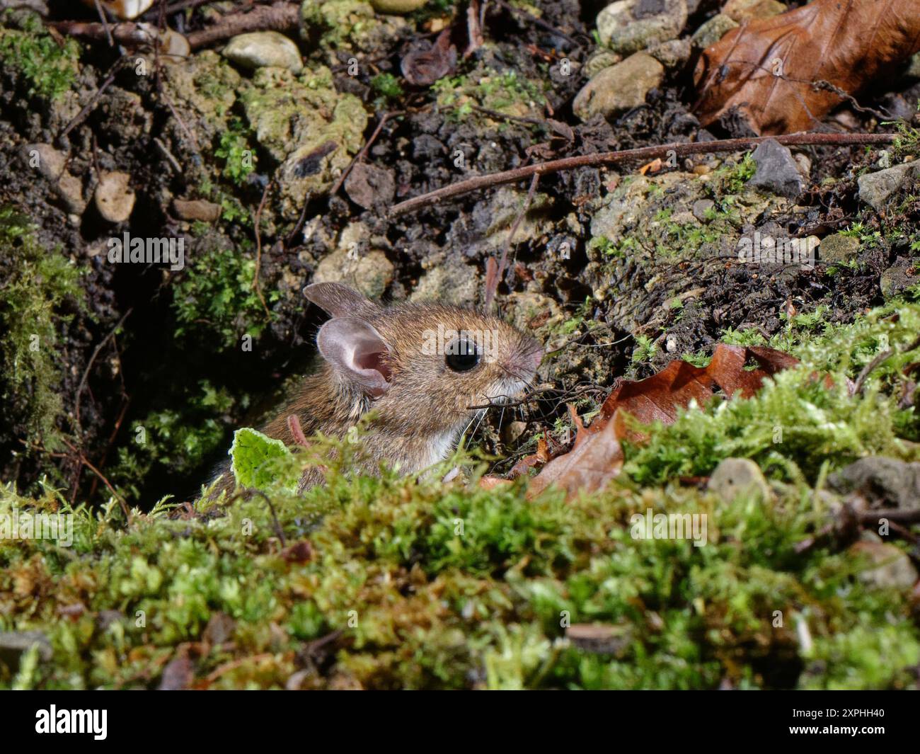 Wood mouse nest hi-res stock photography and images - Alamy