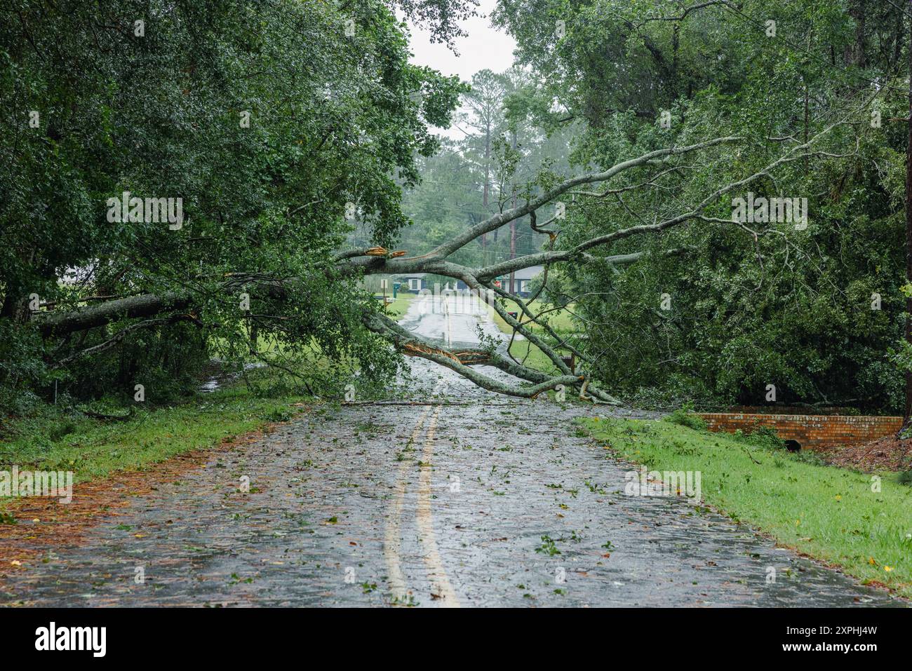 Hurricane damage to a tree on Florida house backyard. Fallen down big ...