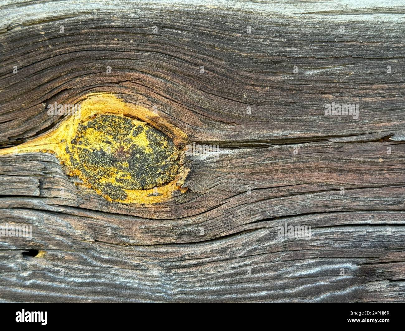 Old worn pine log. A knot with yellowed resin from age Stock Photo - Alamy