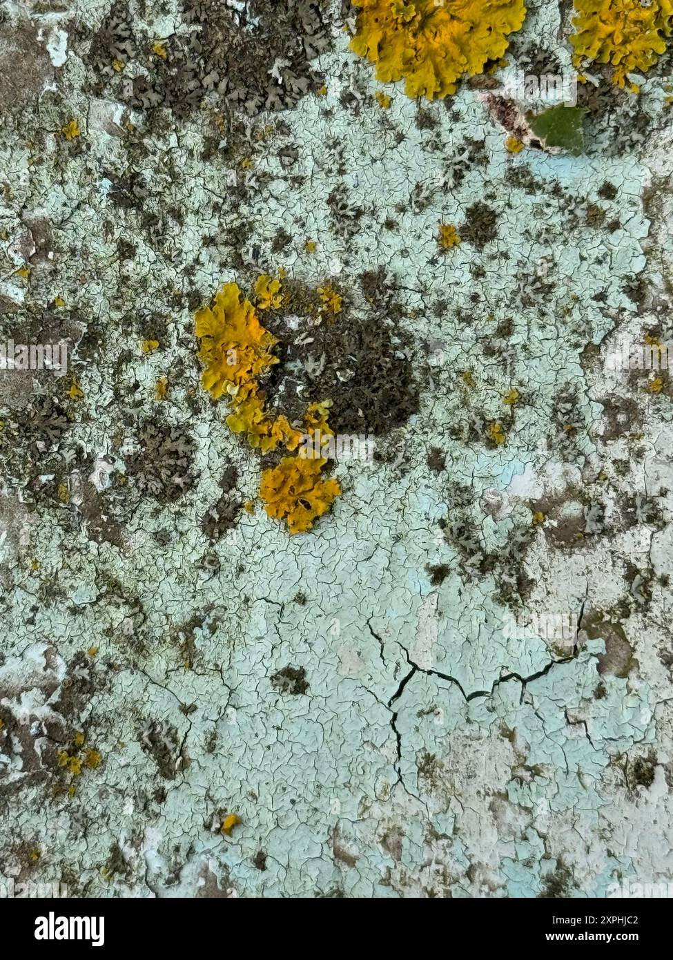 Rustic lichen hi-res stock photography and images - Alamy