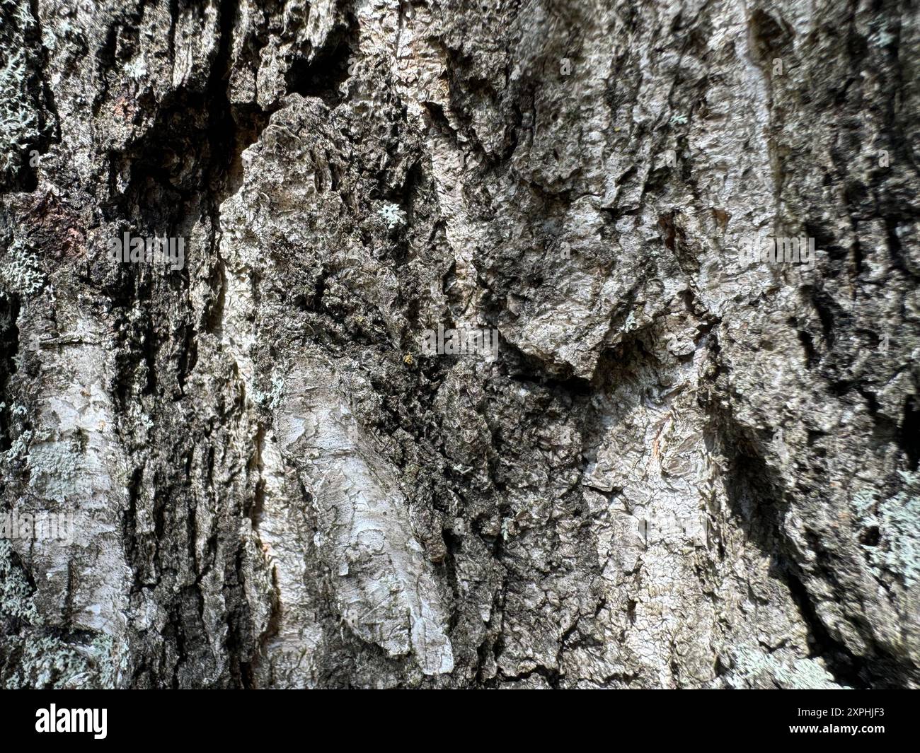 Bark layers tree trunk section hi-res stock photography and images - Alamy