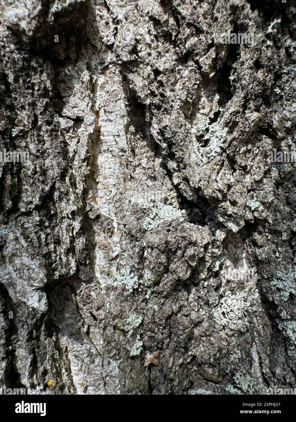 Bark layers tree trunk section hi-res stock photography and images - Alamy