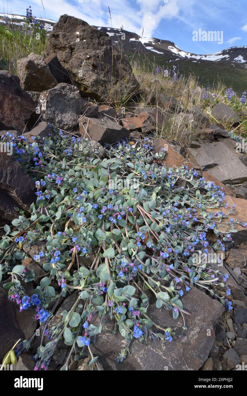 Oysterplant mertensia maritima hi-res stock photography and images - Alamy