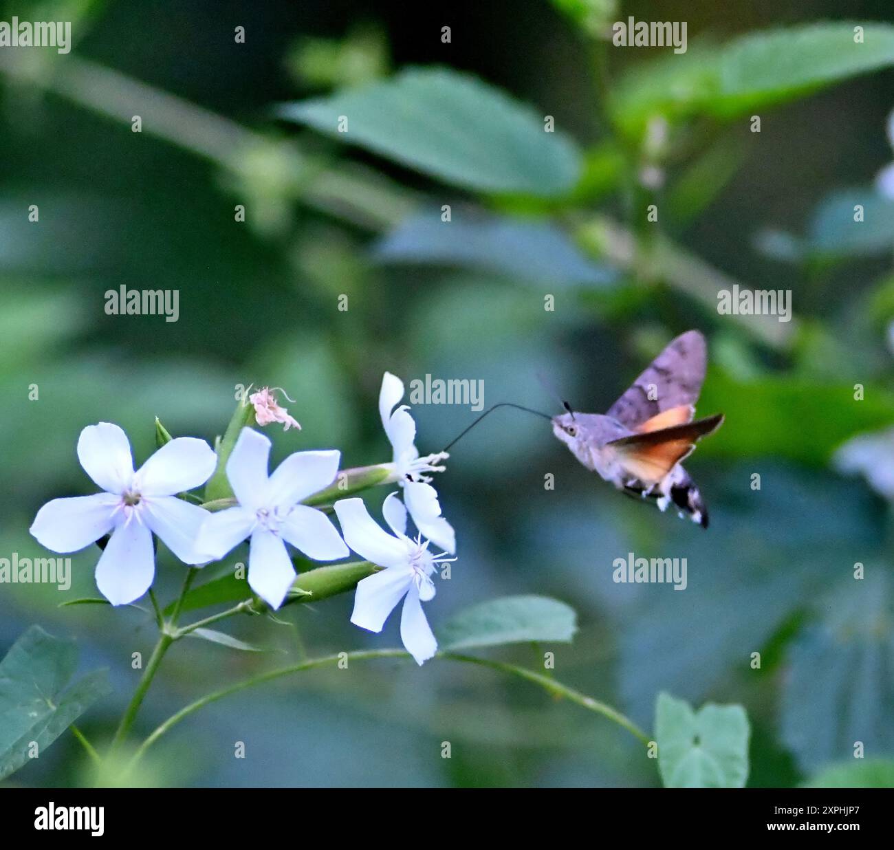 hummingbird hawk-moth hovering over flower Stock Photo - Alamy