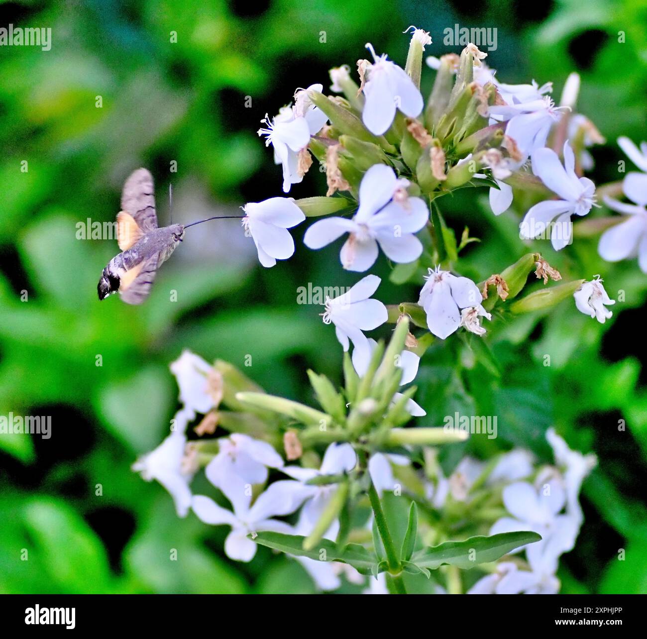 hummingbird hawk-moth hovering over flower Stock Photo - Alamy