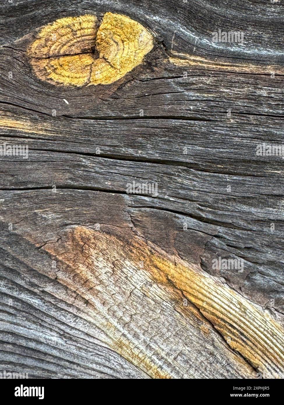 Old worn pine log. A knots with yellowed resin from age Stock Photo - Alamy