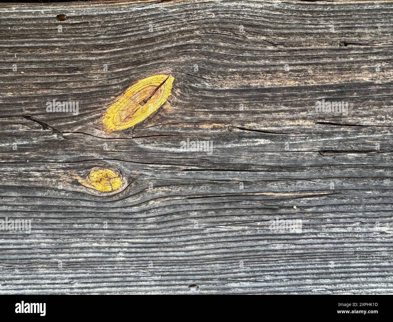 Old worn pine log. A knots with yellowed resin from age Stock Photo - Alamy