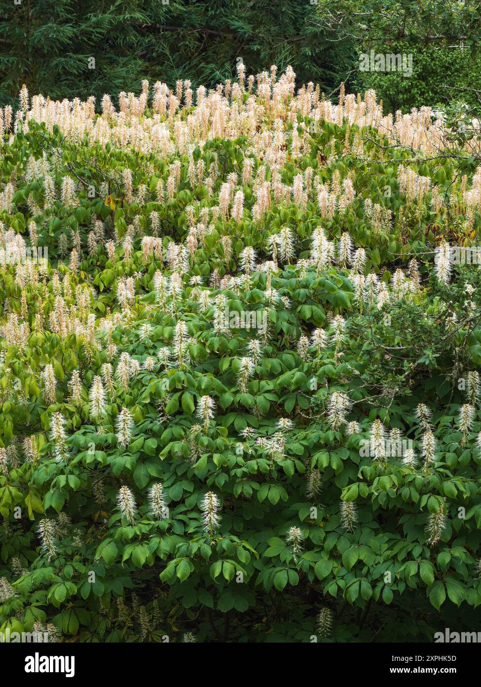 Panicle of the hardy dwarf horse chestnut or bottlebrush buckeye shrub ...