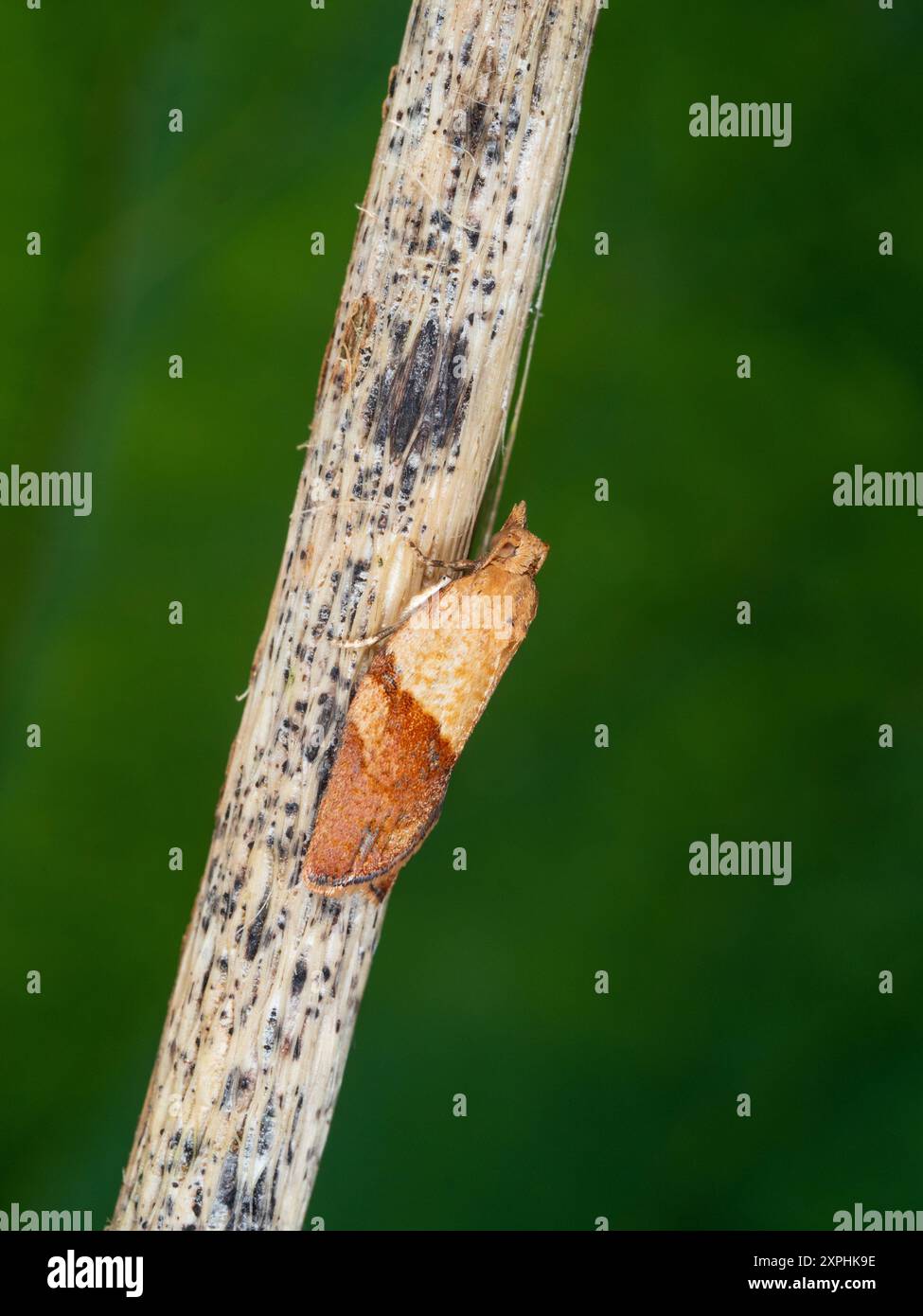Light brown apple moth hi-res stock photography and images - Alamy
