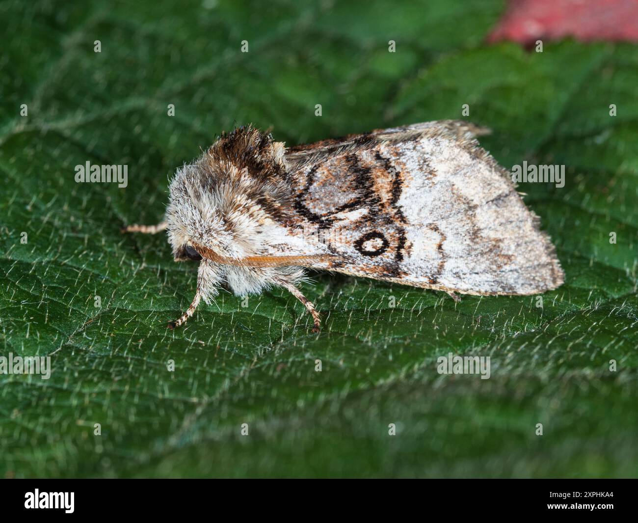 Adult Nut-tree Tussock moth, Colocasia coryli, a UK, night flying ...