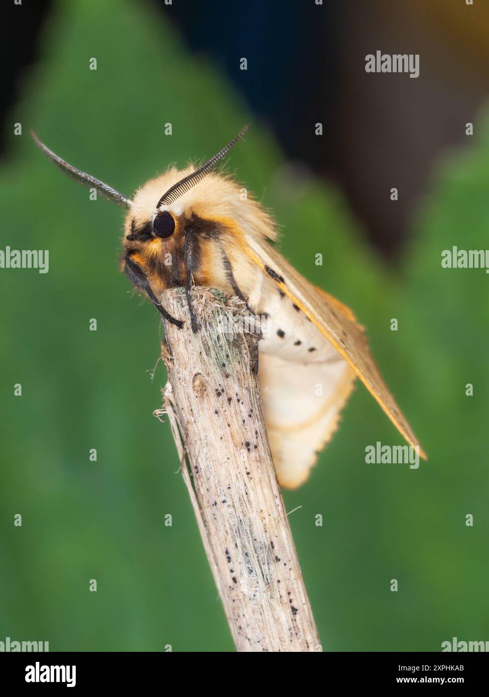 Brown buff hi-res stock photography and images - Alamy