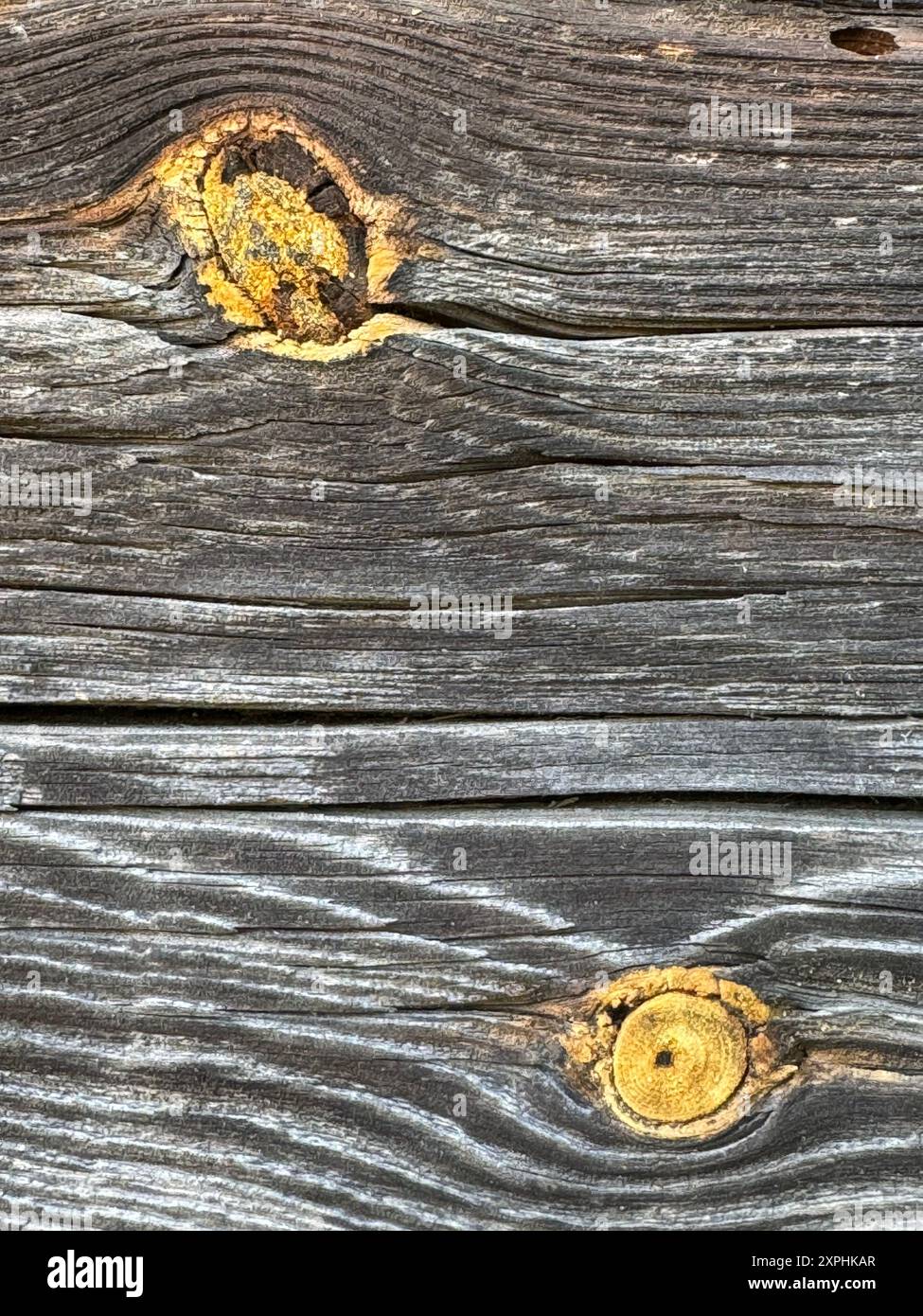 Old worn pine log. A knots with yellowed resin from age Stock Photo - Alamy