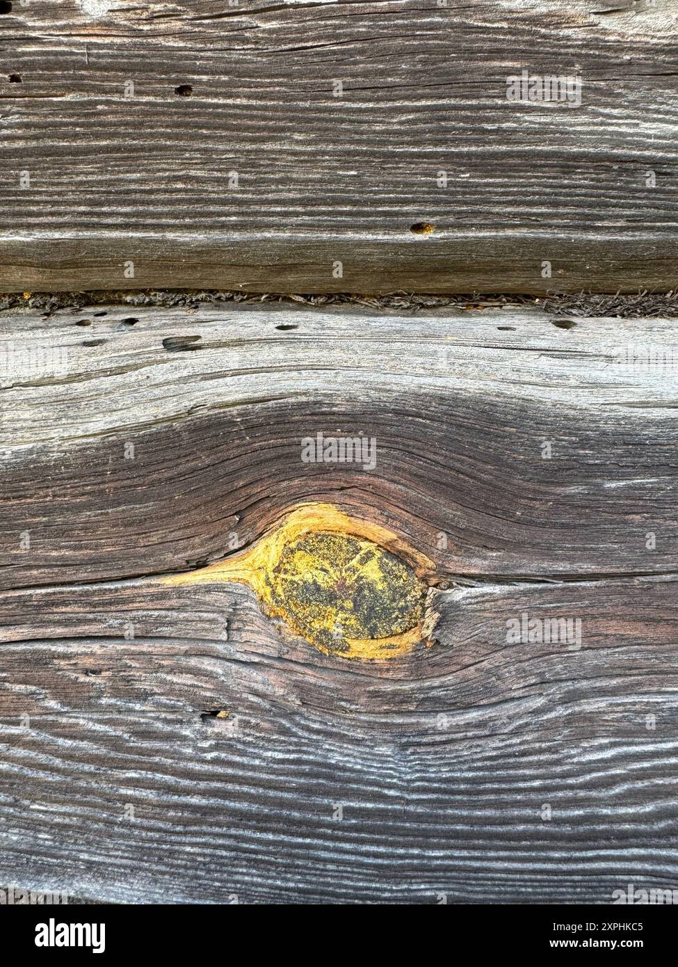 Old worn pine log. A knot with yellowed resin from age Stock Photo - Alamy