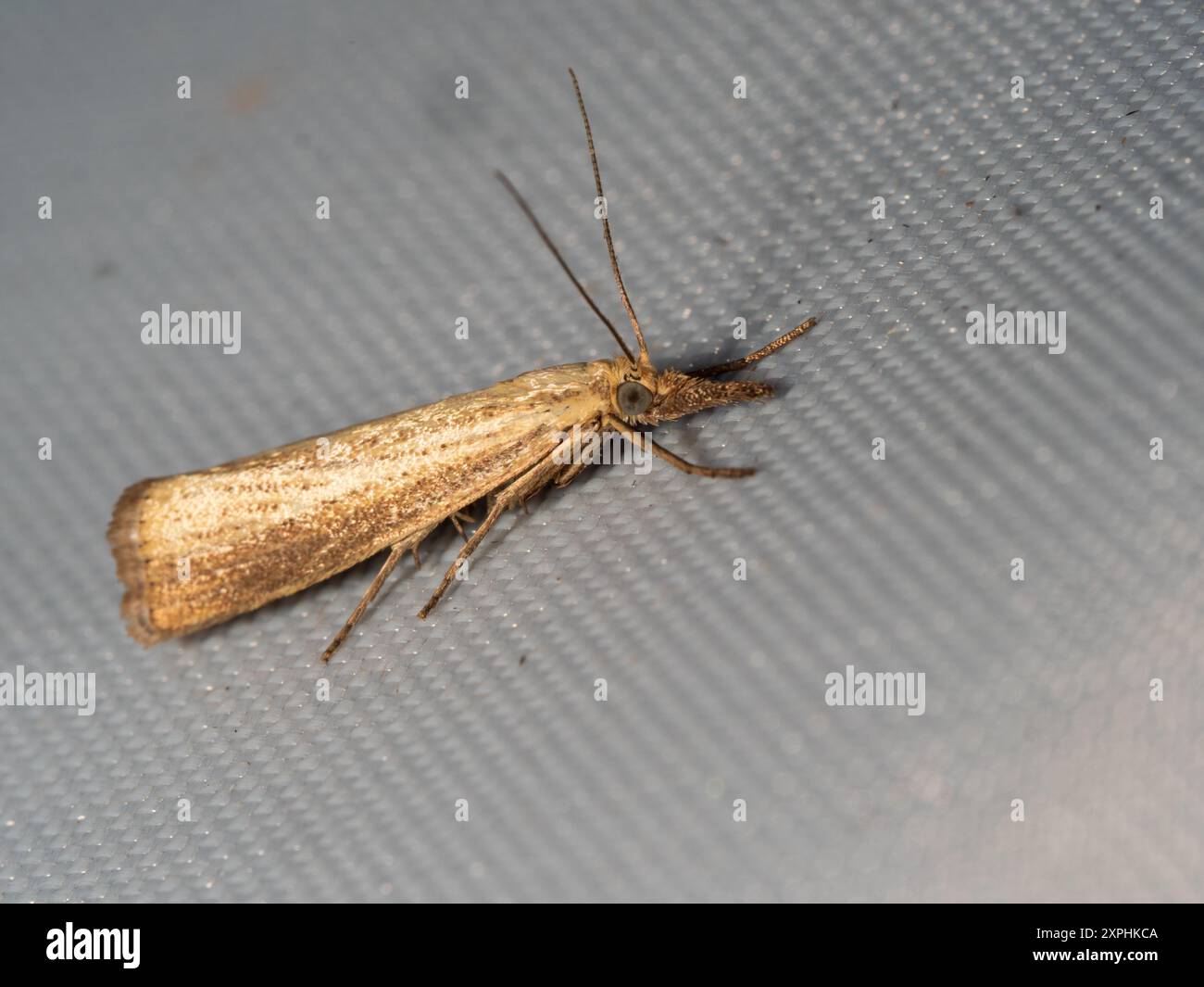 Elongated snout, body and wings of the Palearctice and UK grass moth ...