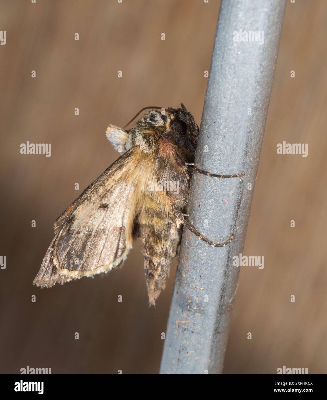 Adult UK Spectacle moth, Abrostola tripartita, showing the underwing ...