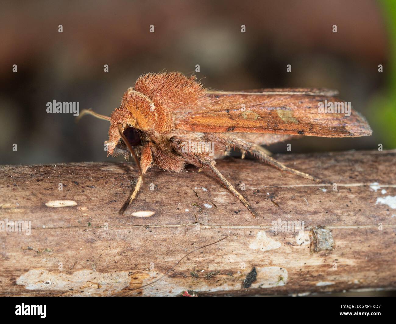 Brown adult Square-spot Rustic moth, Xestia xanthographa, a UK garden ...
