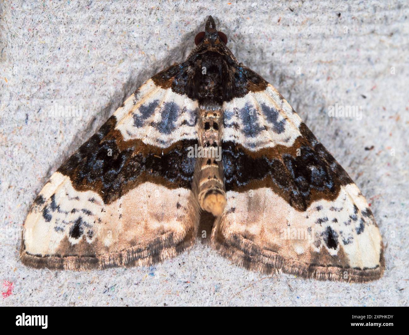 Banded wings of the UK Purple Bar moth, Cosmorhoe ocellata, a garden ...