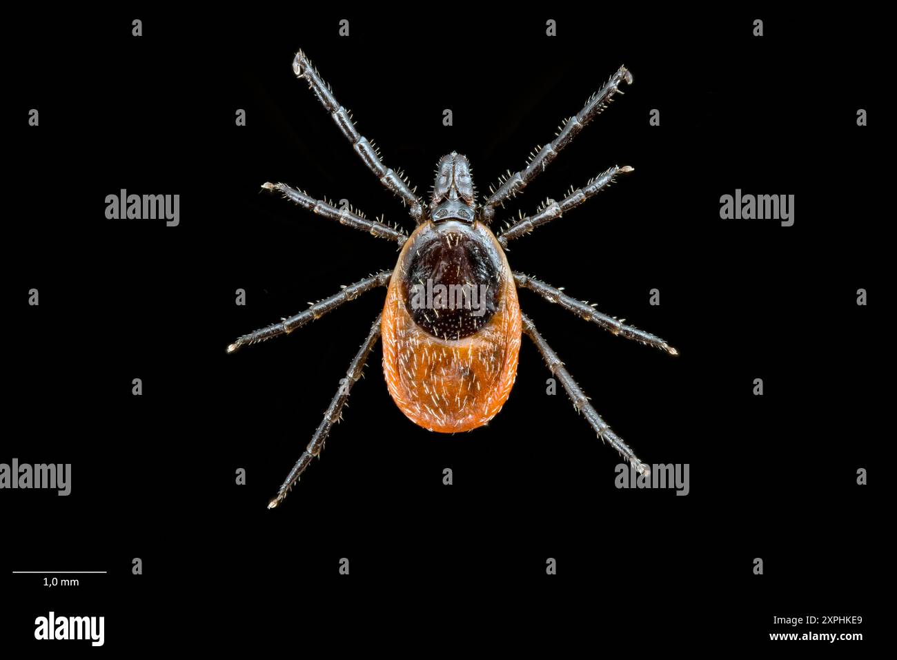 Adult castor bean tick (Ixodes ricinus) collected from coastal south ...