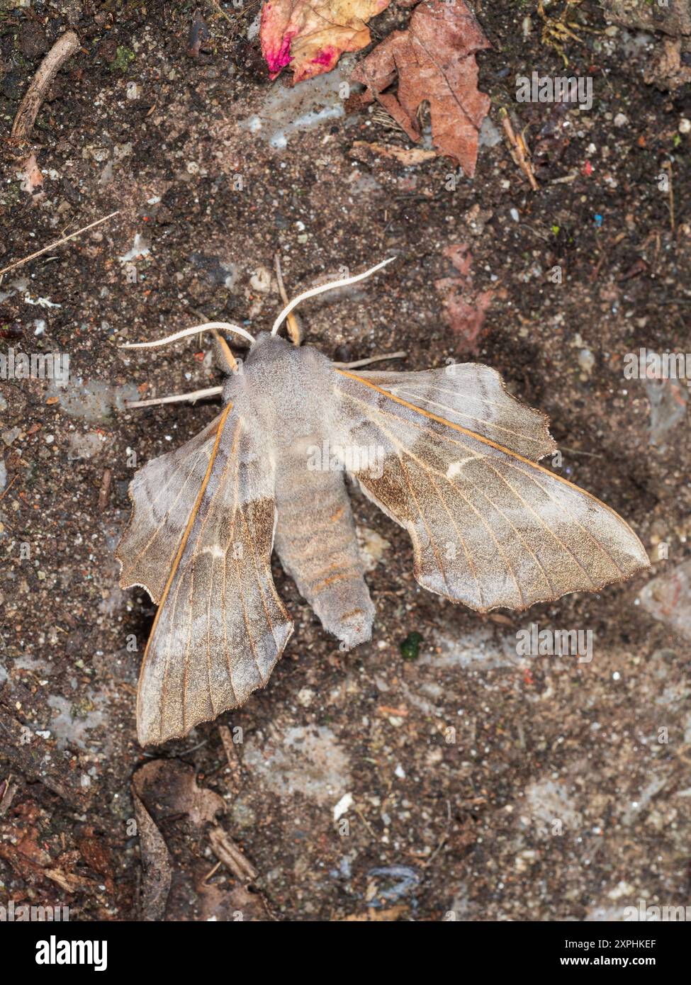 Adult Poplar Hawk moth, Laothoe populi, a frequent garden visitor in ...