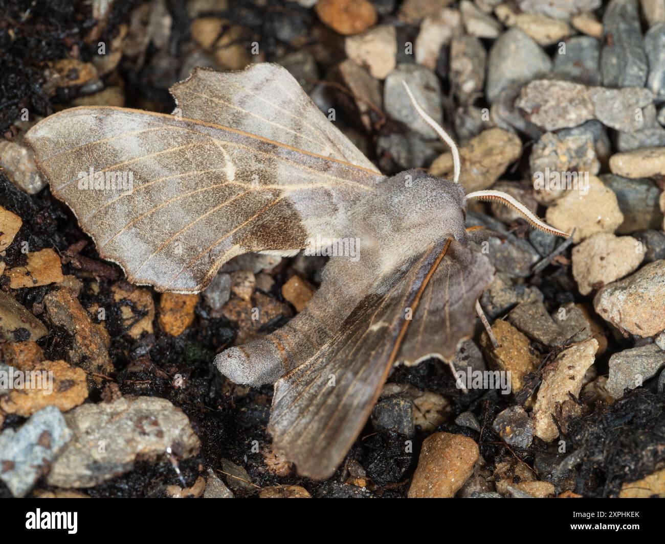 Adult Poplar Hawk moth, Laothoe populi, a frequent garden visitor in ...