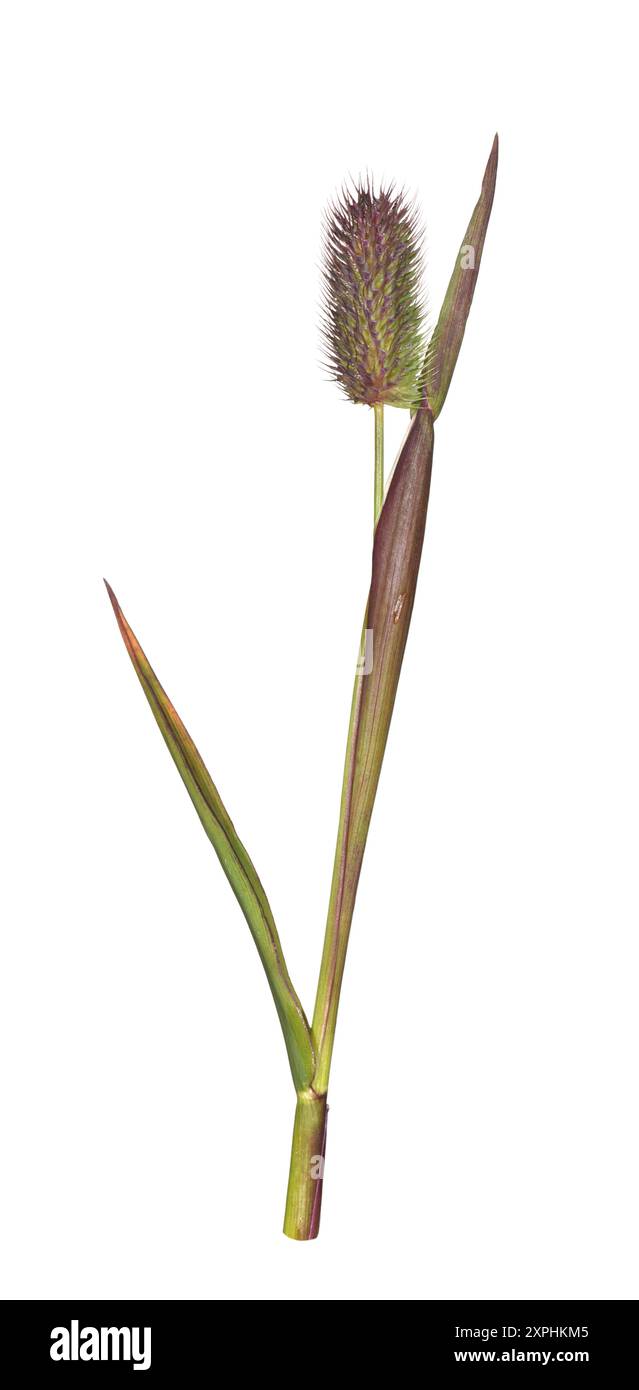 Alpine cats tail hi-res stock photography and images - Alamy