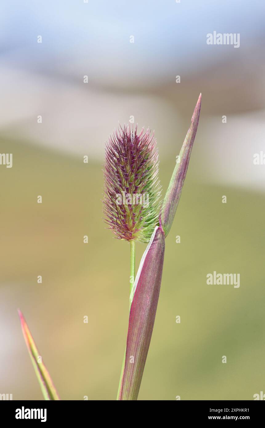 Alpine cats tail hi-res stock photography and images - Alamy