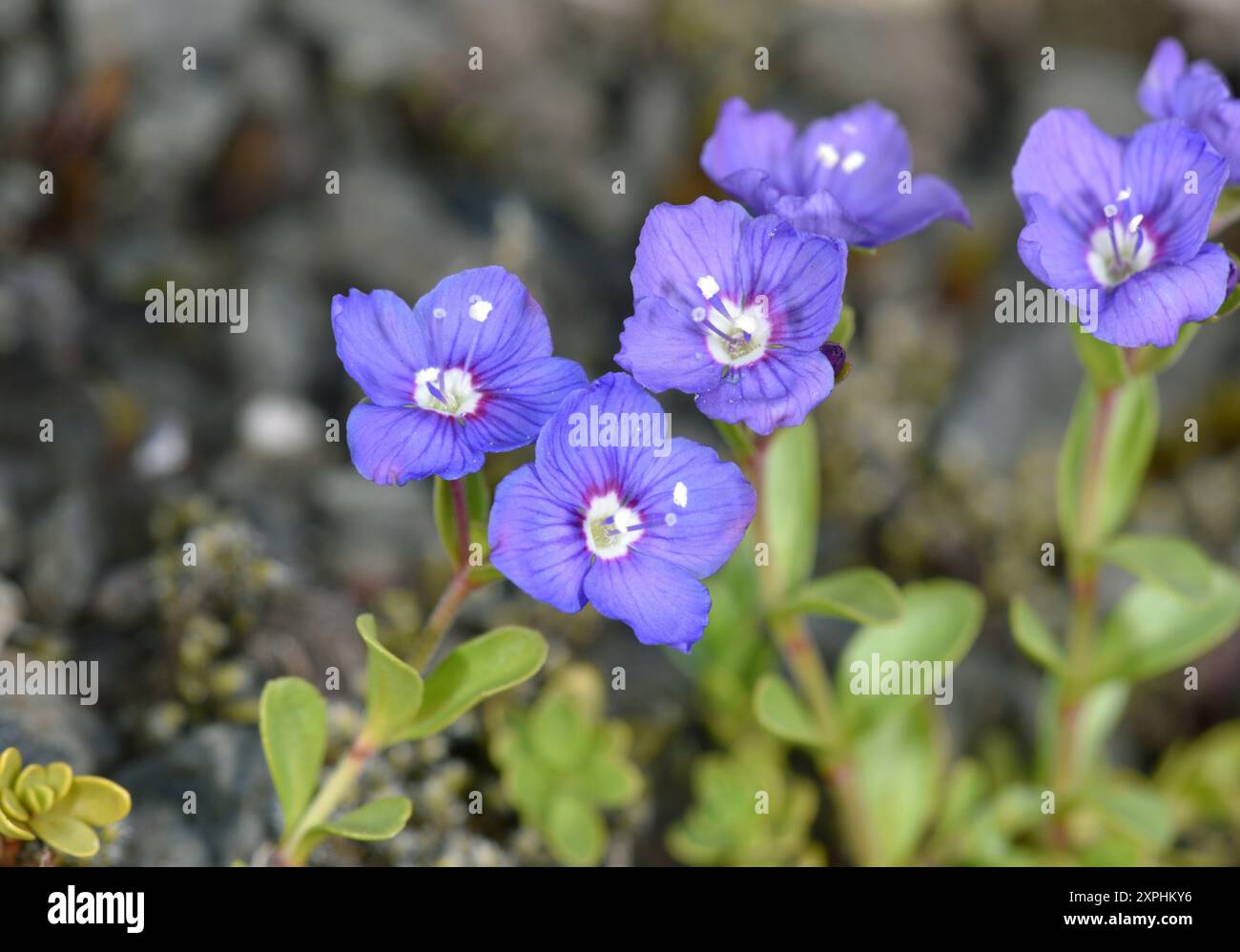 Alpine Speedwell - Veronica alpina Stock Photo - Alamy