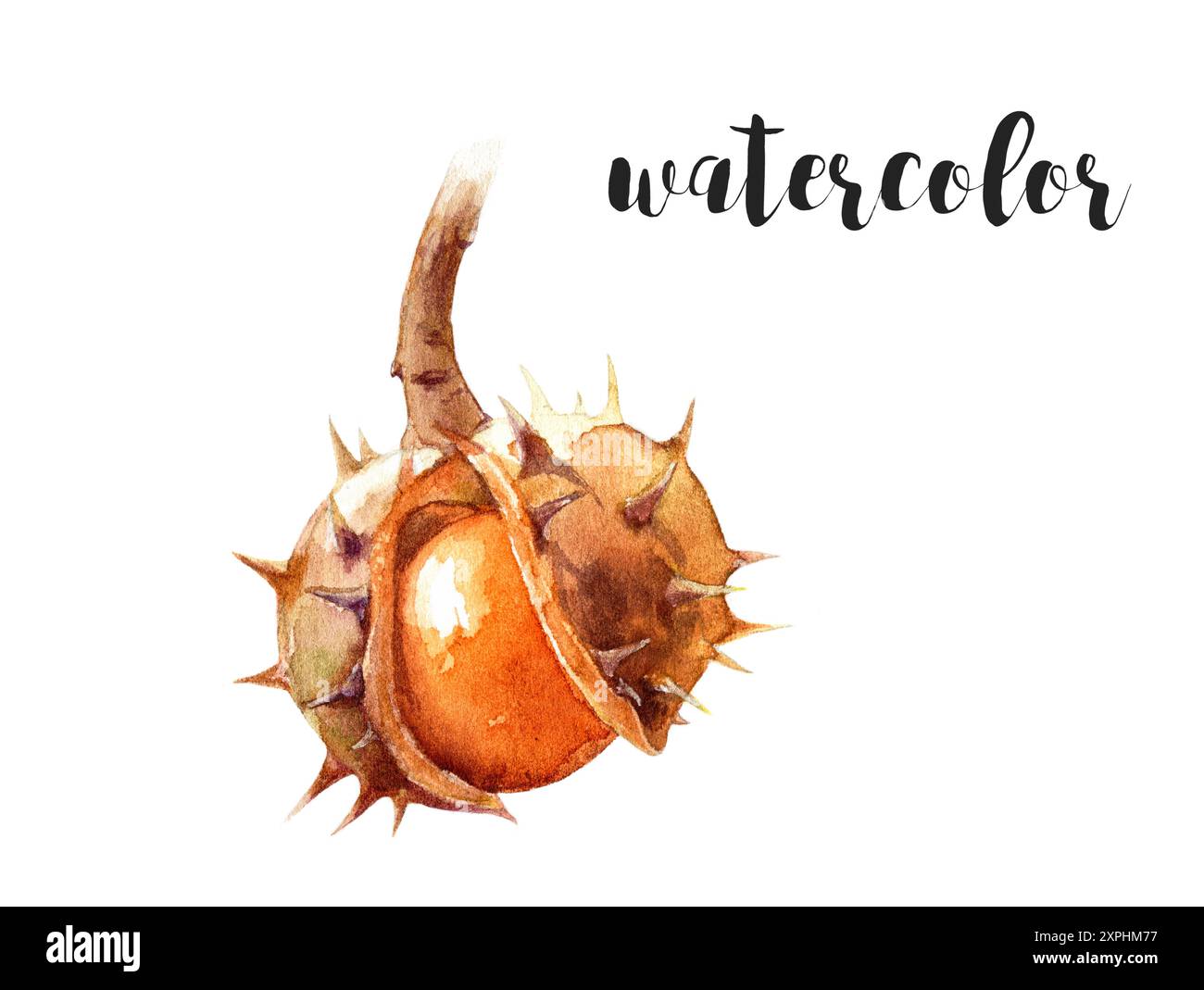A Beautiful Watercolor Illustration of a Chestnut Featuring Its Spiky ...