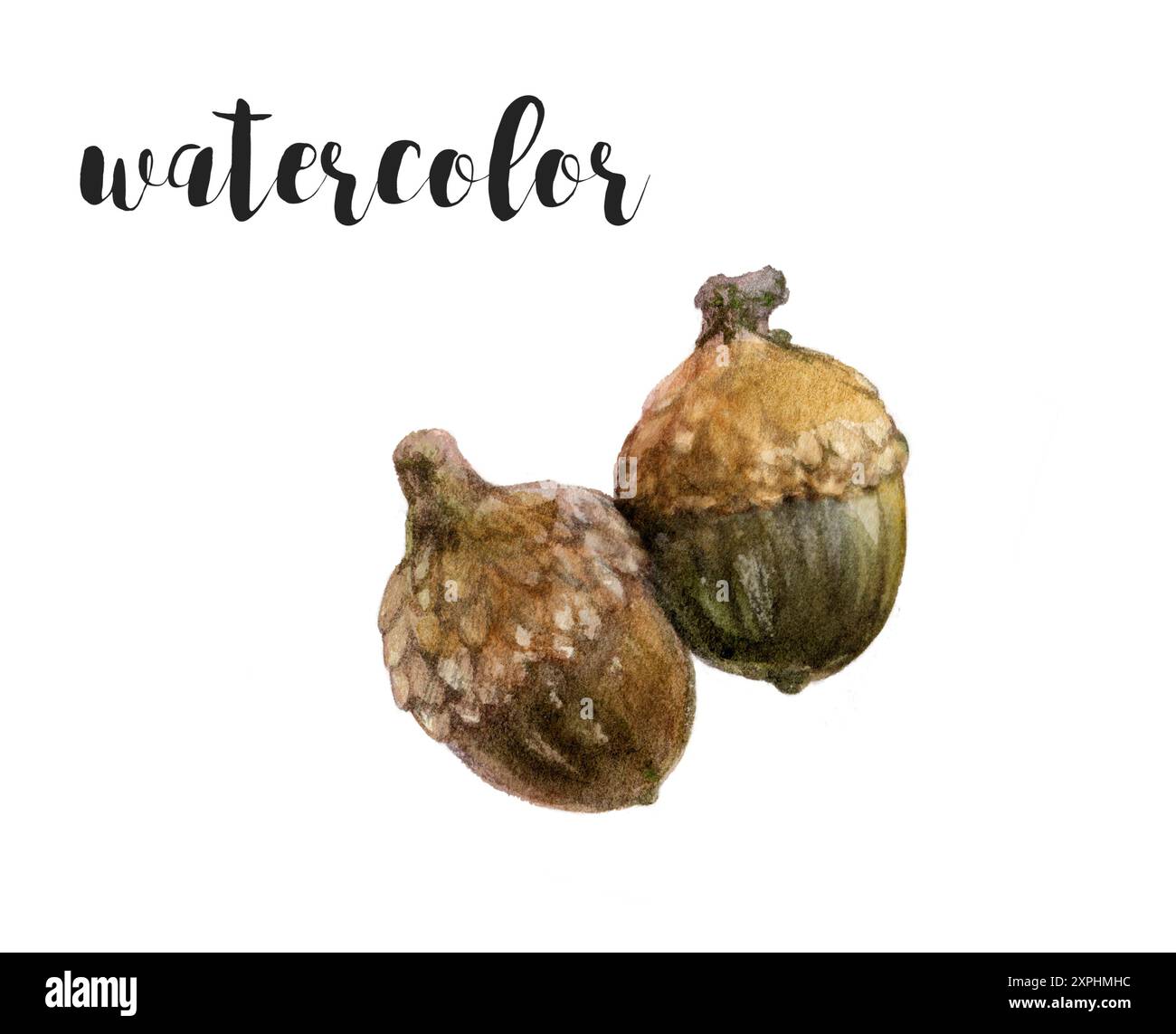 A stunning and beautiful watercolor painting showcasing an oak ...