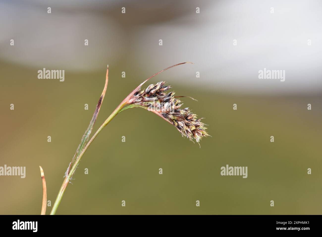 Spiked Wood-rush - Luzula spicata Stock Photo - Alamy