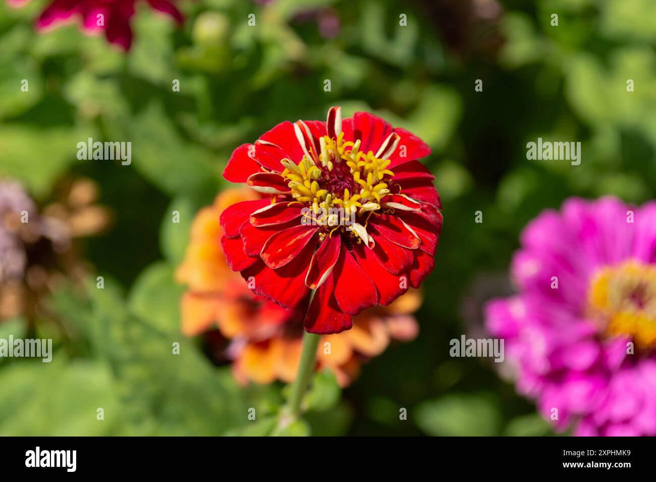 Flor de zinnia roja hi-res stock photography and images - Alamy