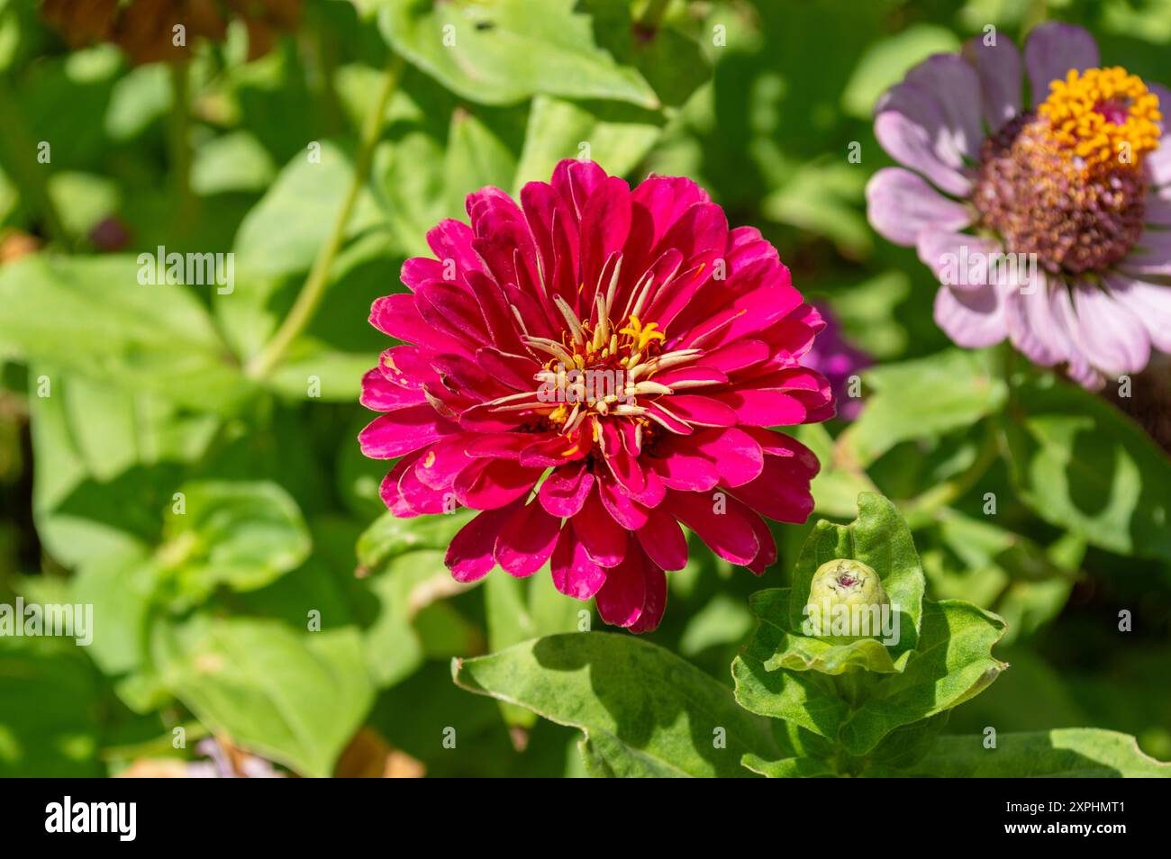 Planta de papel hi-res stock photography and images - Alamy