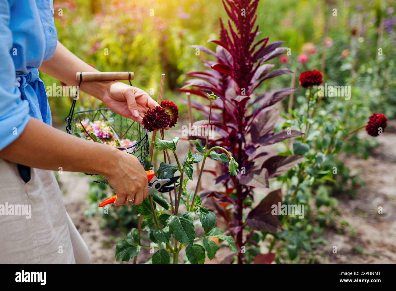 Woman deadheading dahlias between rows of plants. Gardener cutting ...
