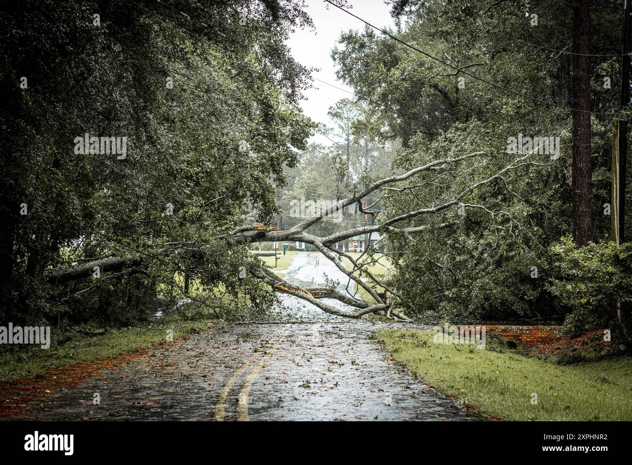 Hurricane damage to a tree on Georgia neighborhood street. Fallen down ...