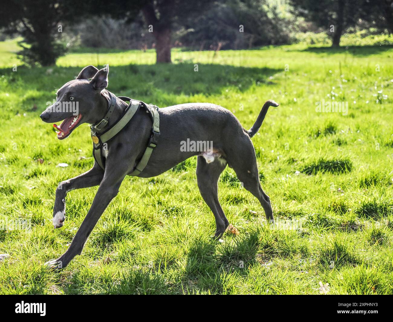 Old fergie hi-res stock photography and images - Alamy