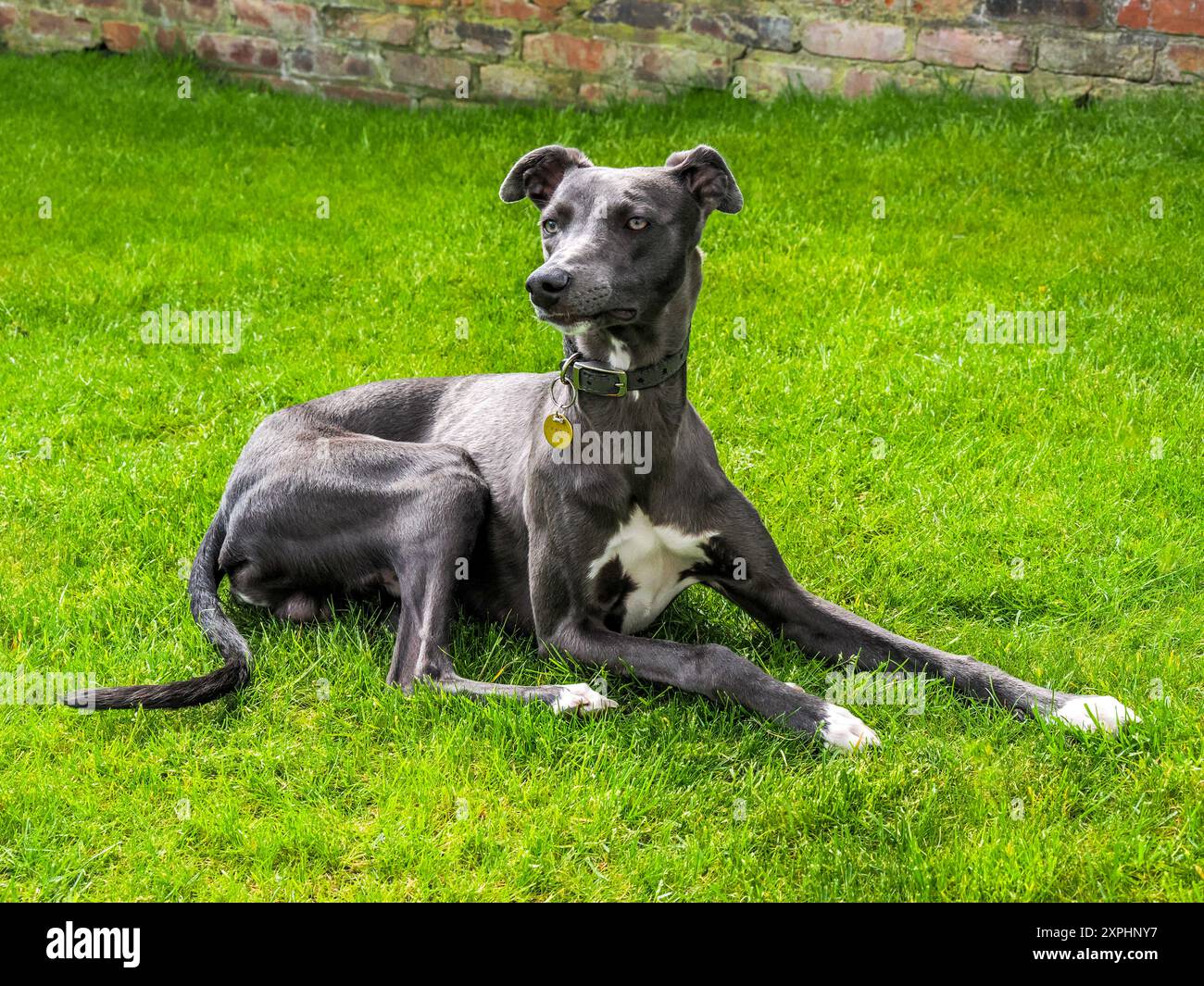 Old fergie hi-res stock photography and images - Alamy