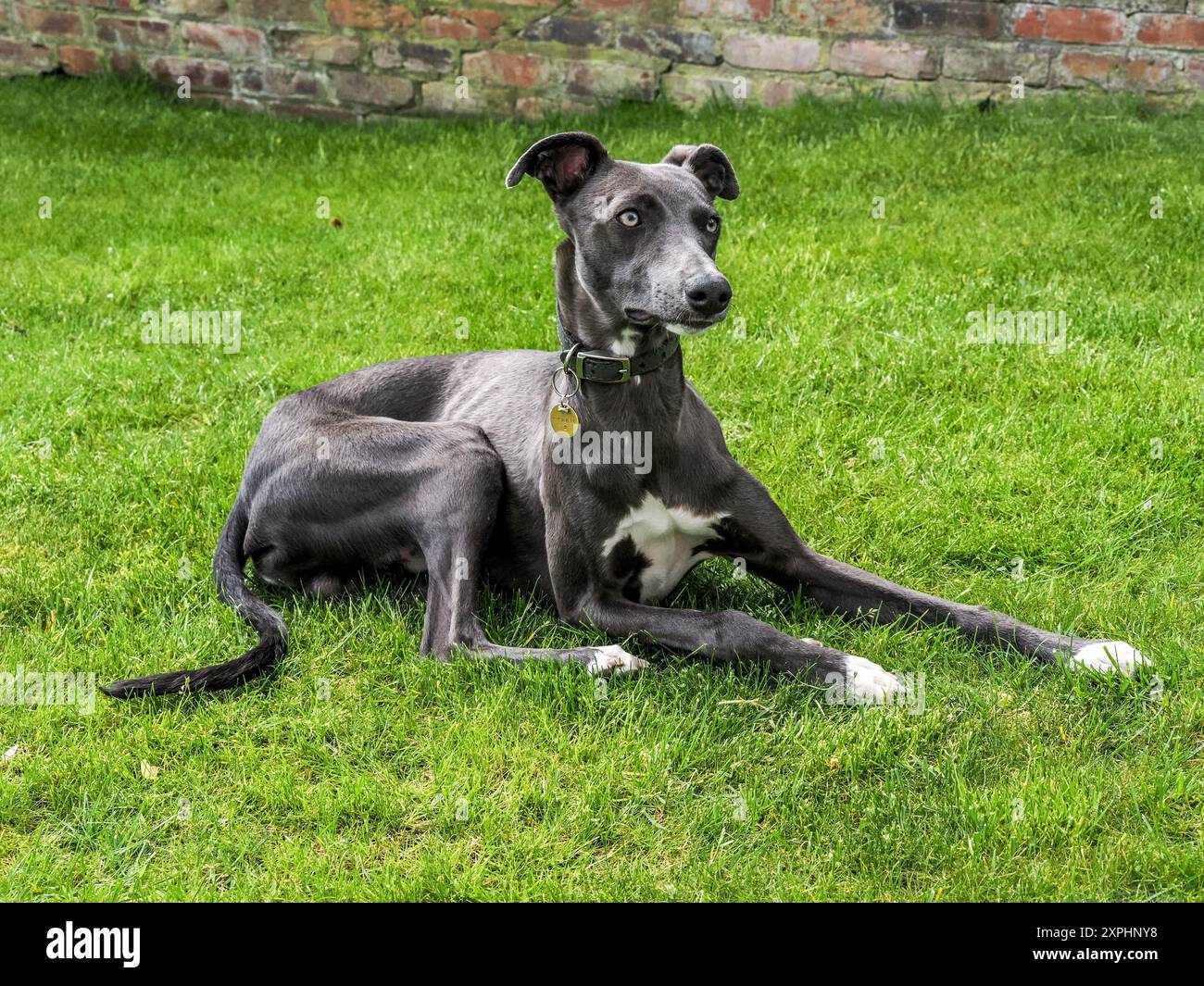 Old fergie hi-res stock photography and images - Alamy