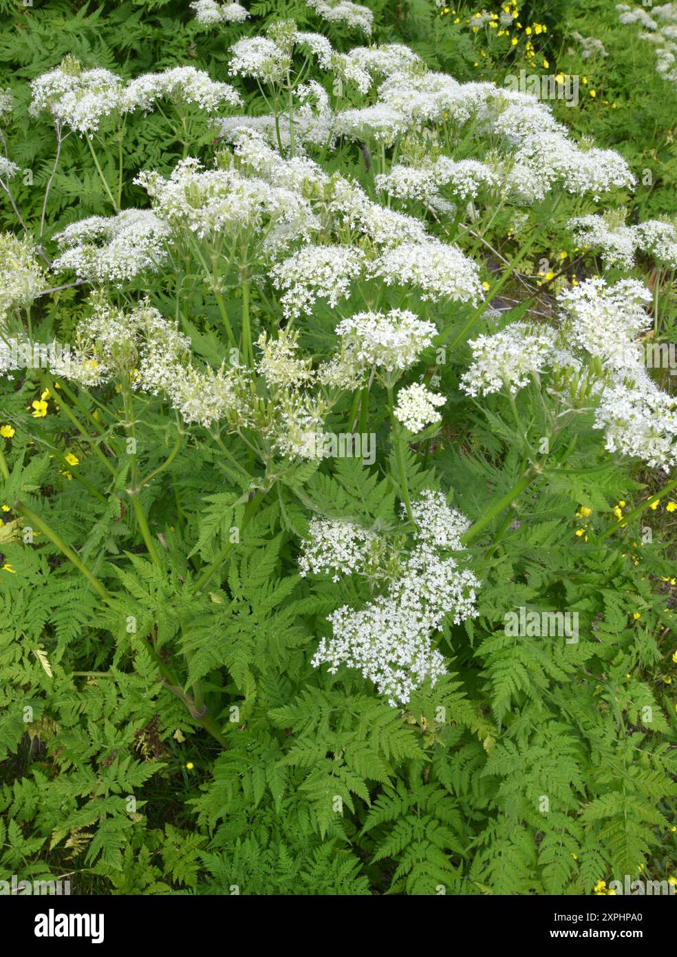 Sweet Cicely - Myrrhis odorata Stock Photo - Alamy