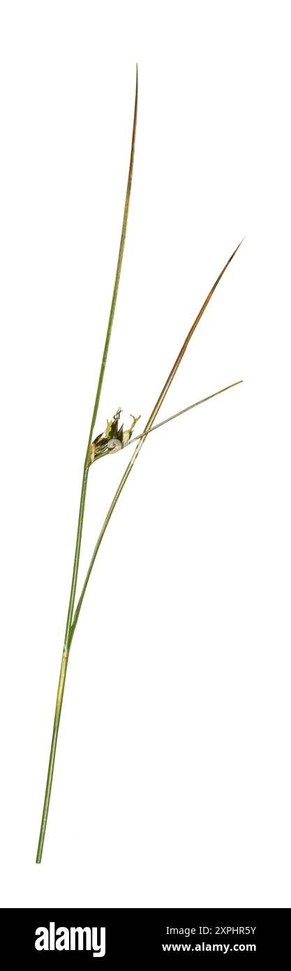 Three leaved rush hi-res stock photography and images - Alamy