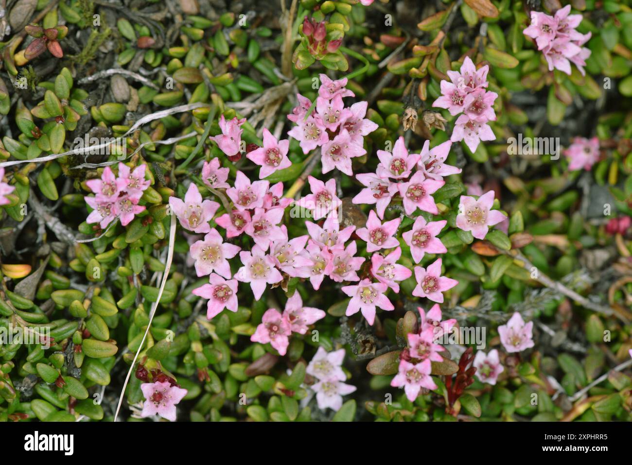 Loeseleuria procumbens hi-res stock photography and images - Alamy