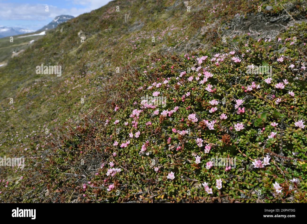 Trailing azalea hi-res stock photography and images - Alamy